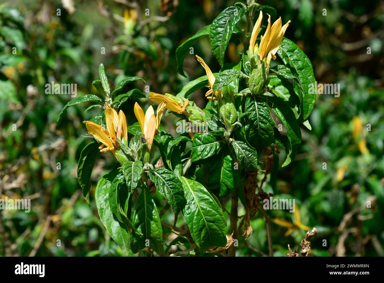 Sunbird bush (Metarungia longistrobus) is an evergreen bush native to ...