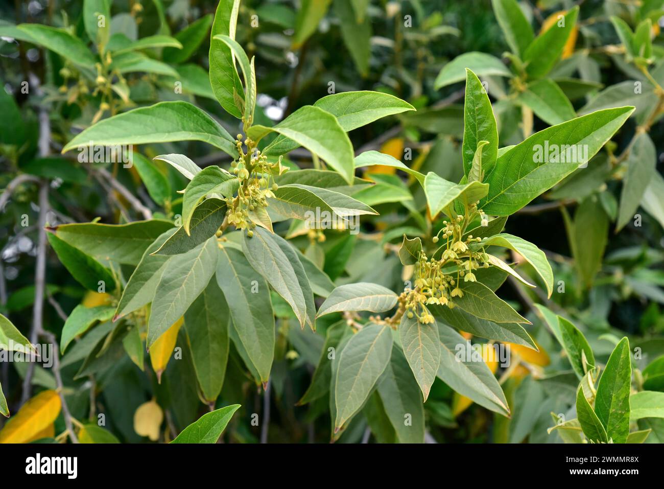 Wild peach (Kiggelaria africana) is an evergreen tree native to Africa ...