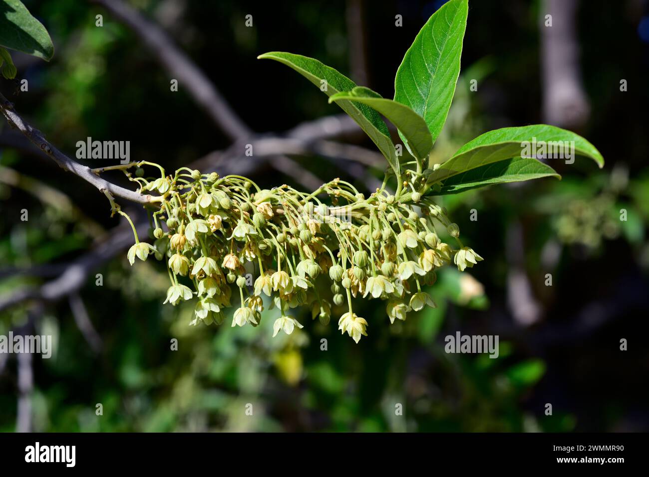 Native plants kenya hi-res stock photography and images - Alamy