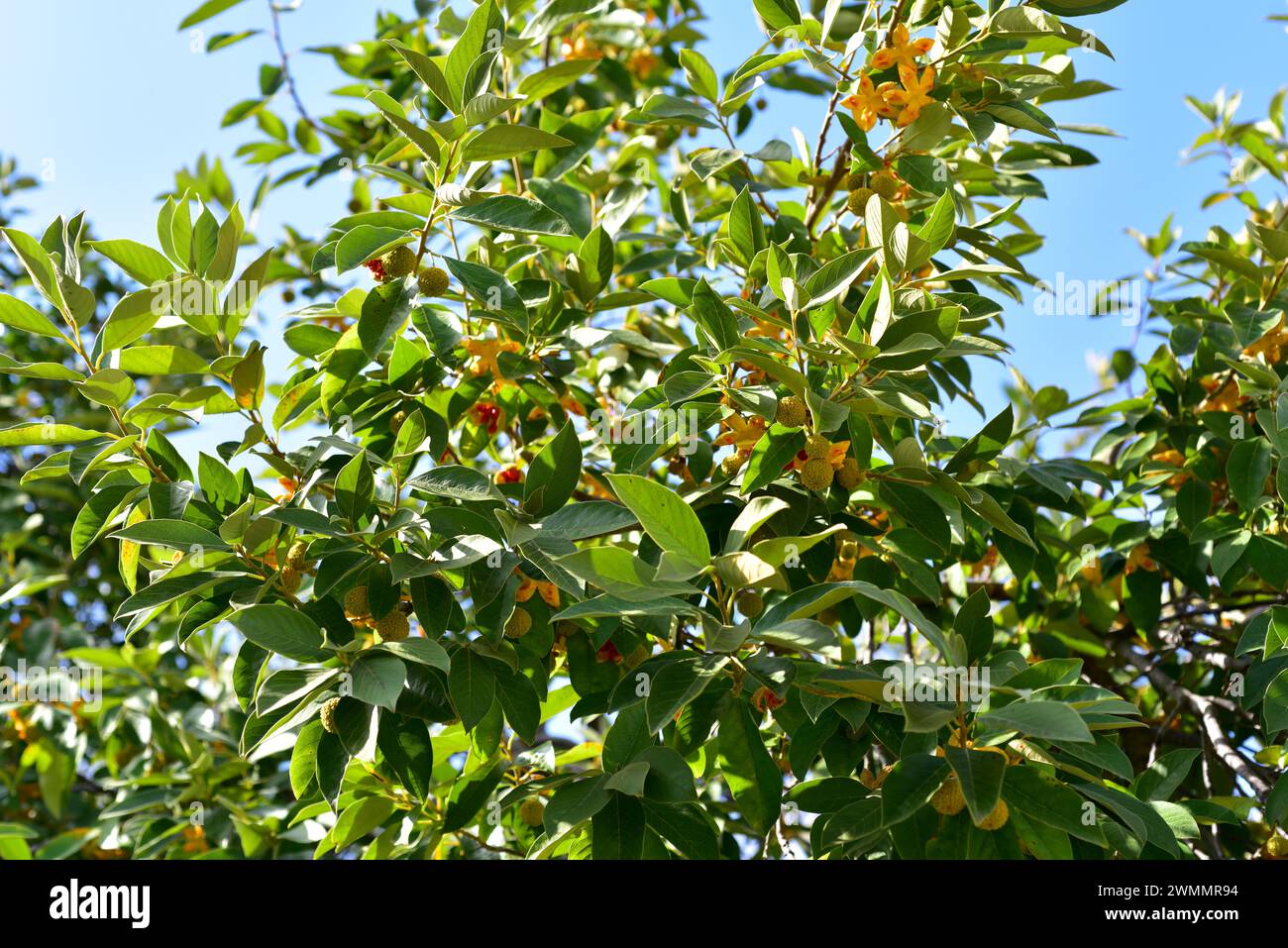 Wild peach (Kiggelaria africana) is an evergreen tree native to eastern ...