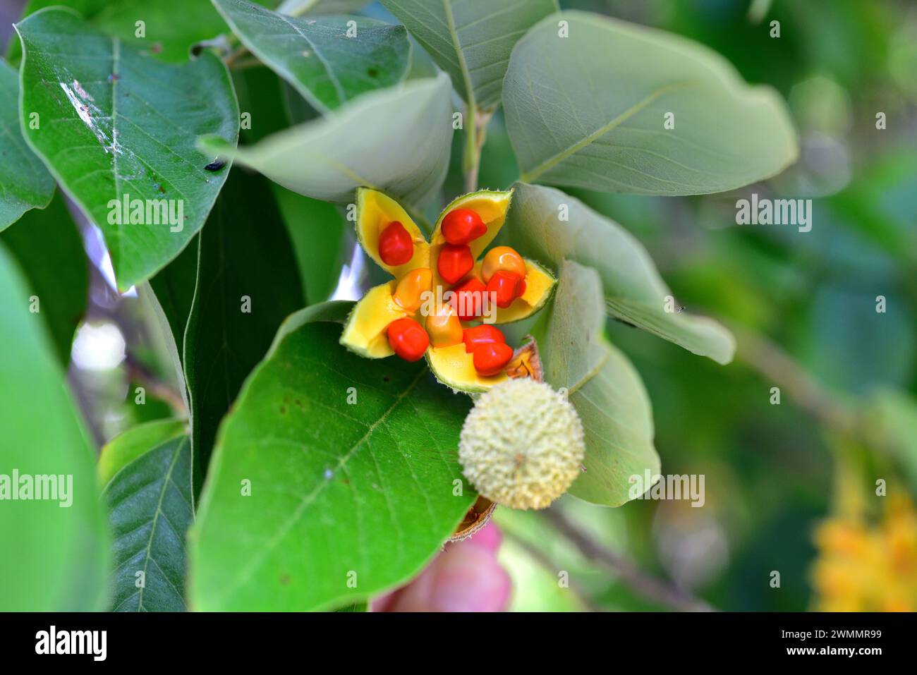 Wild peach (Kiggelaria africana) is an evergreen tree native to eastern ...