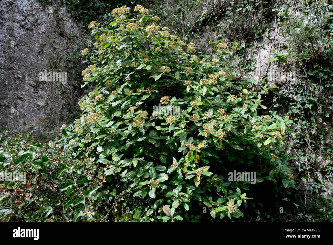Laurustinus (Viburnum tinus) is an evergreen medicinal shrub native to ...