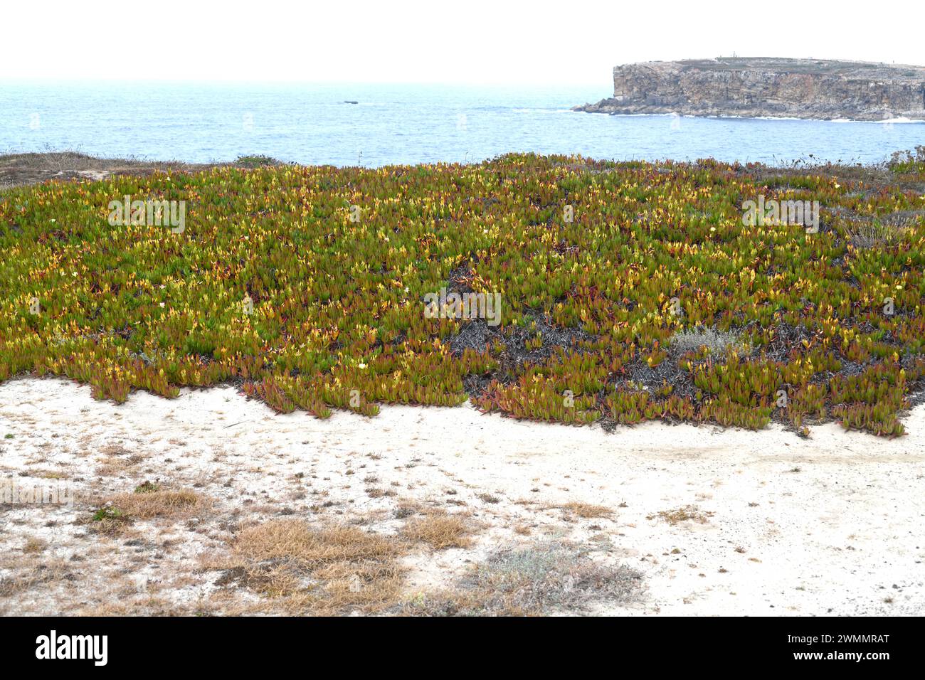Sour fig (Carpobrotus edulis) is a ground-creeping succulent plant ...