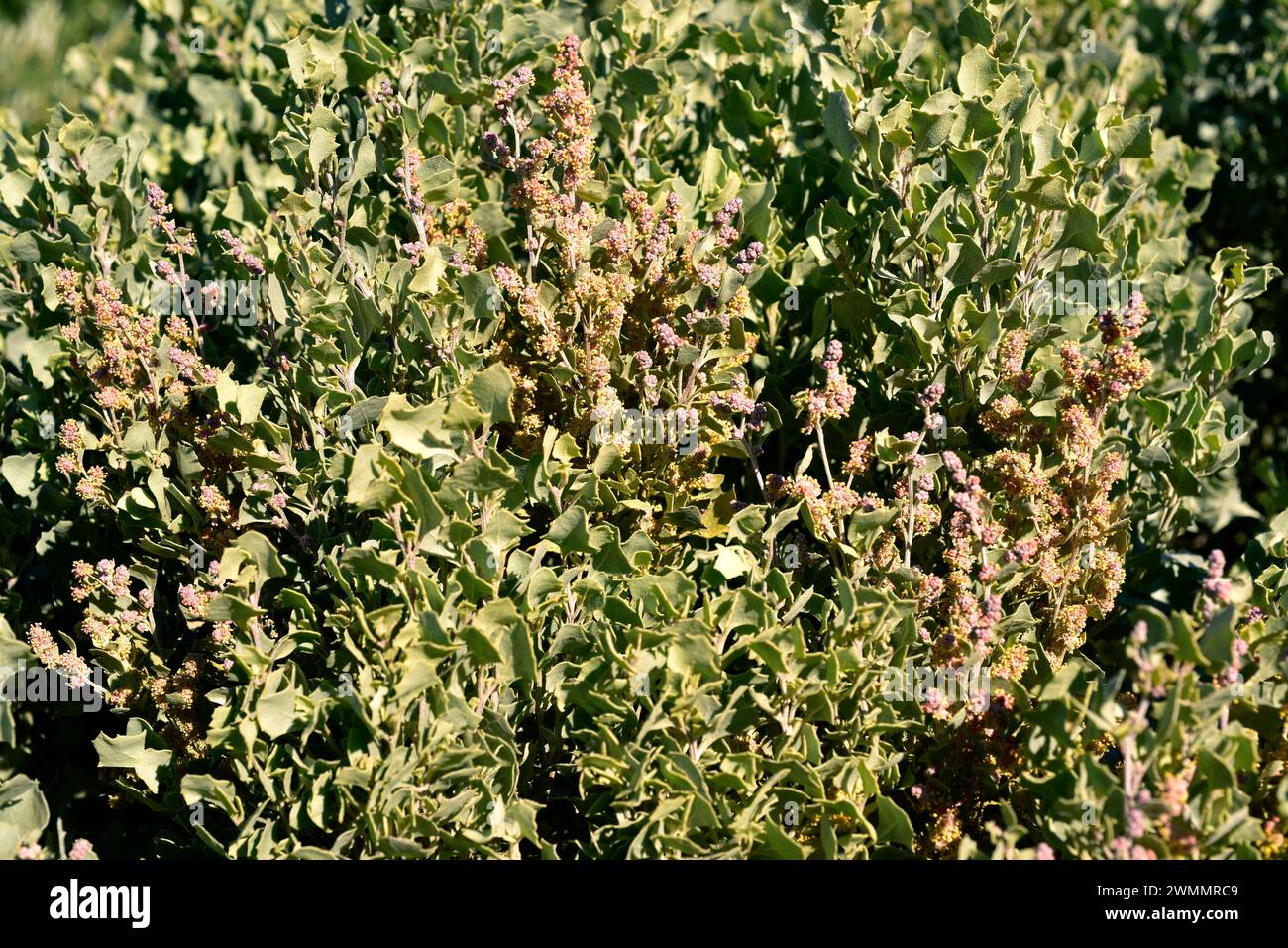 Old man saltbush (Atriplex nummularia) is an evergreen shrub native to ...