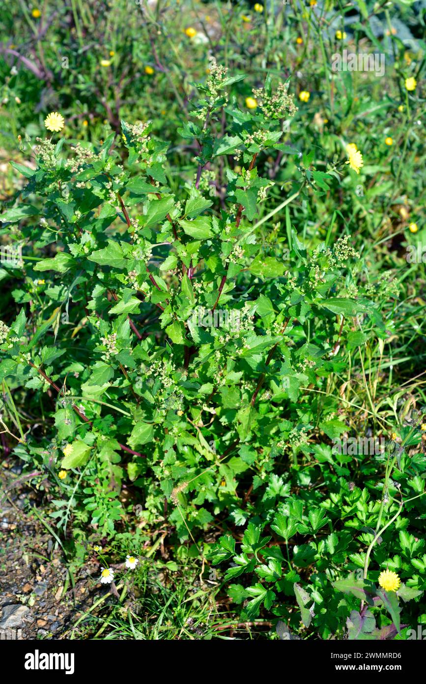Nettle-leaved goosefoot (Chenopodium murale) is an annual edible herb ...