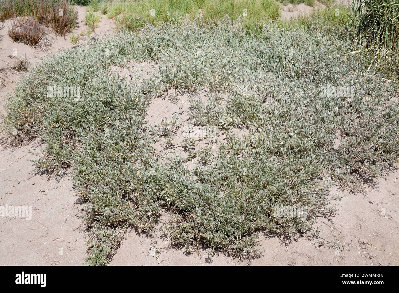 Sea purslane (Halimione portulacoides or Atriplex portulacoides) is an ...