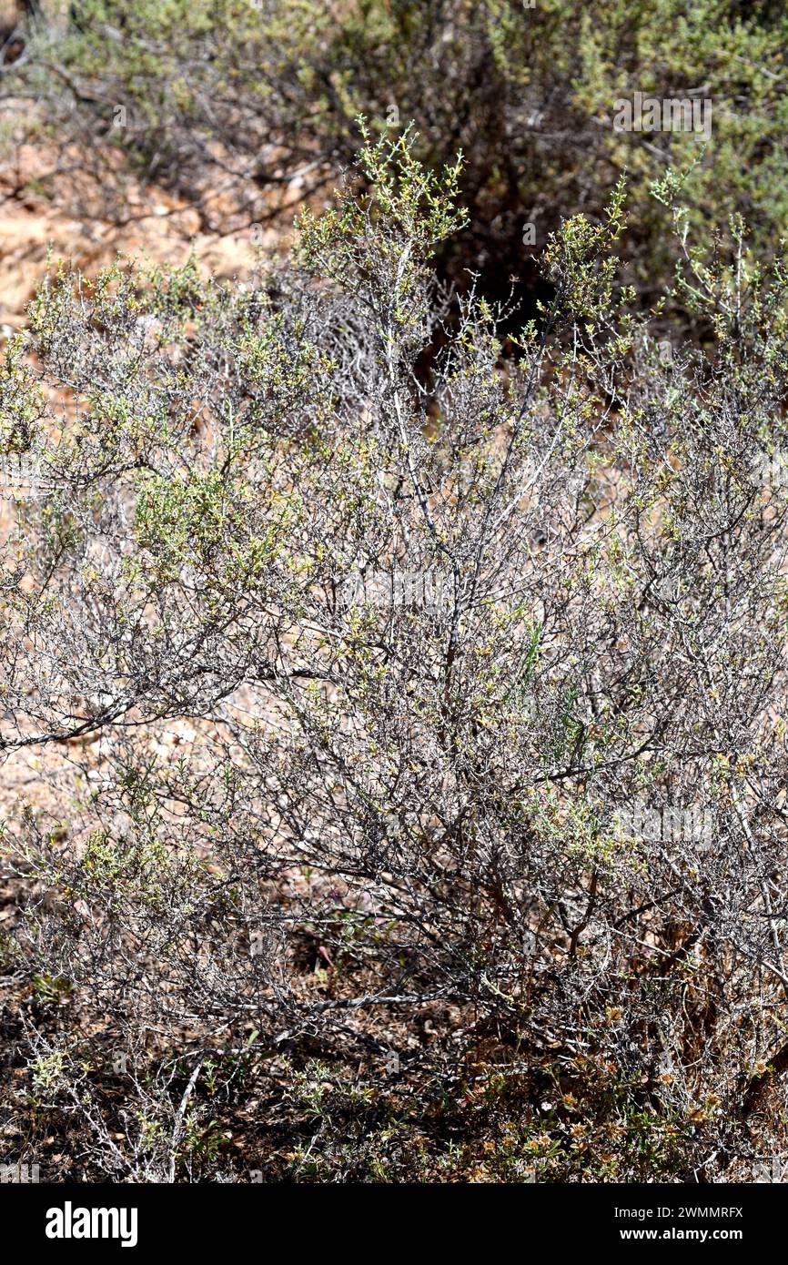 Borde de africa hi-res stock photography and images - Alamy