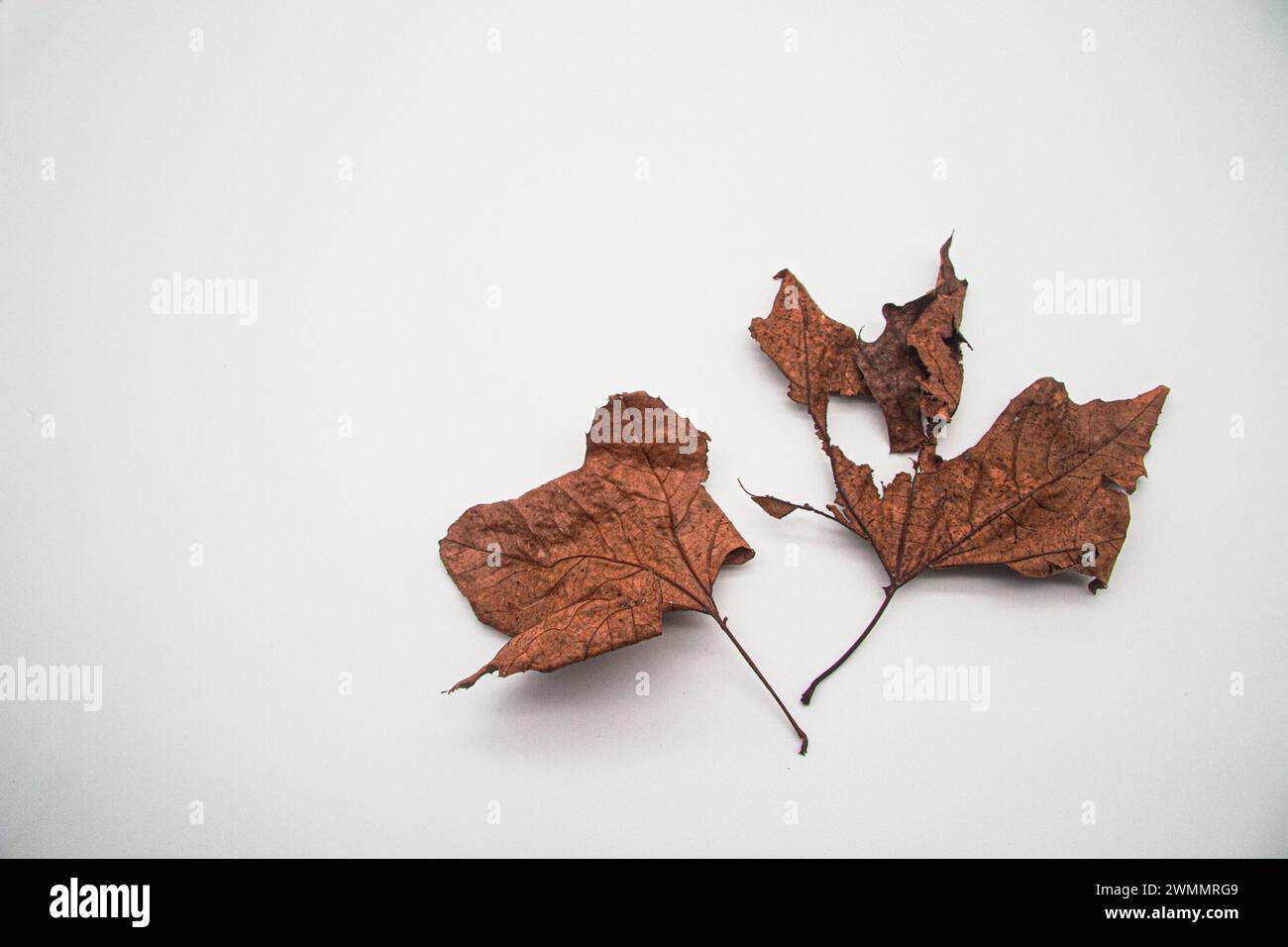 Minimalist still life with copy space of fallen dry Autumn brown maple ...