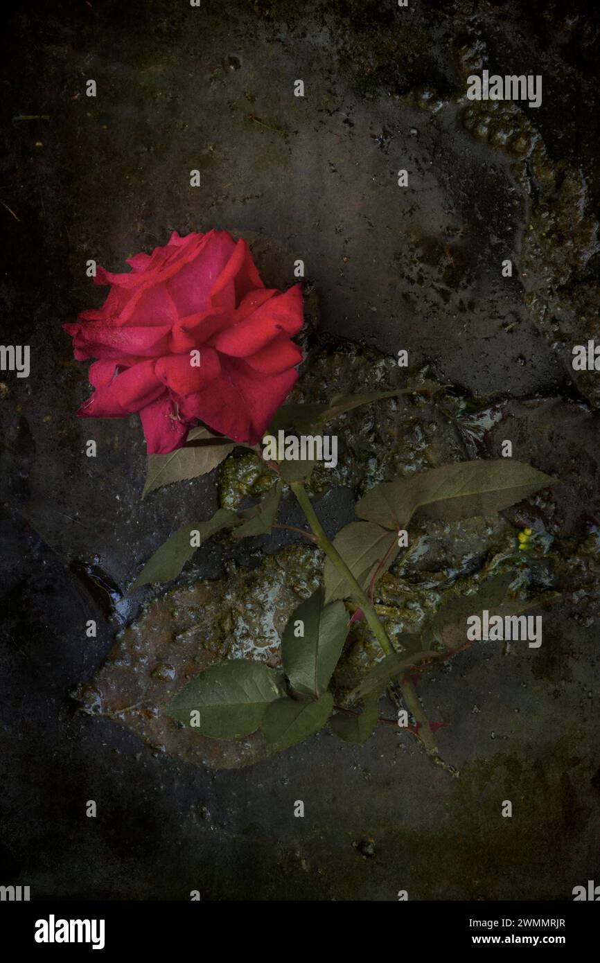 Minimalist still life image of a red rose bud, stalk and leaves ...