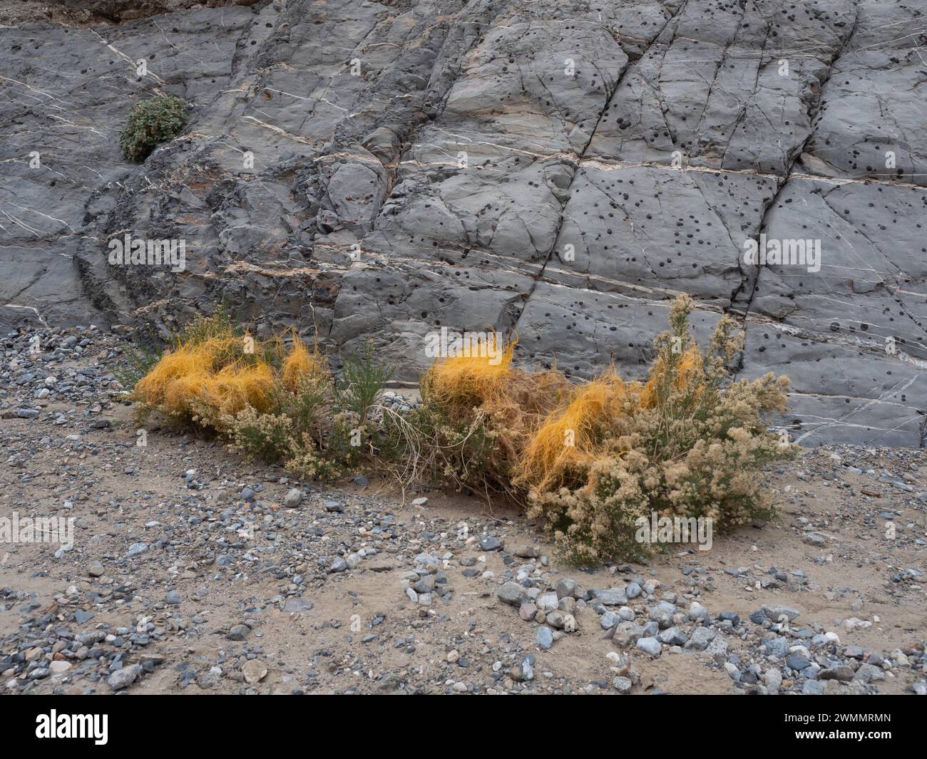 Chaparral ecology hi-res stock photography and images - Alamy