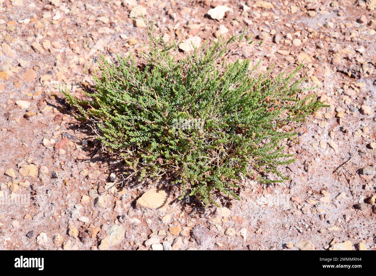 Shrubby seablite (Suaeda vera) is an halophilic shrub native to coats ...