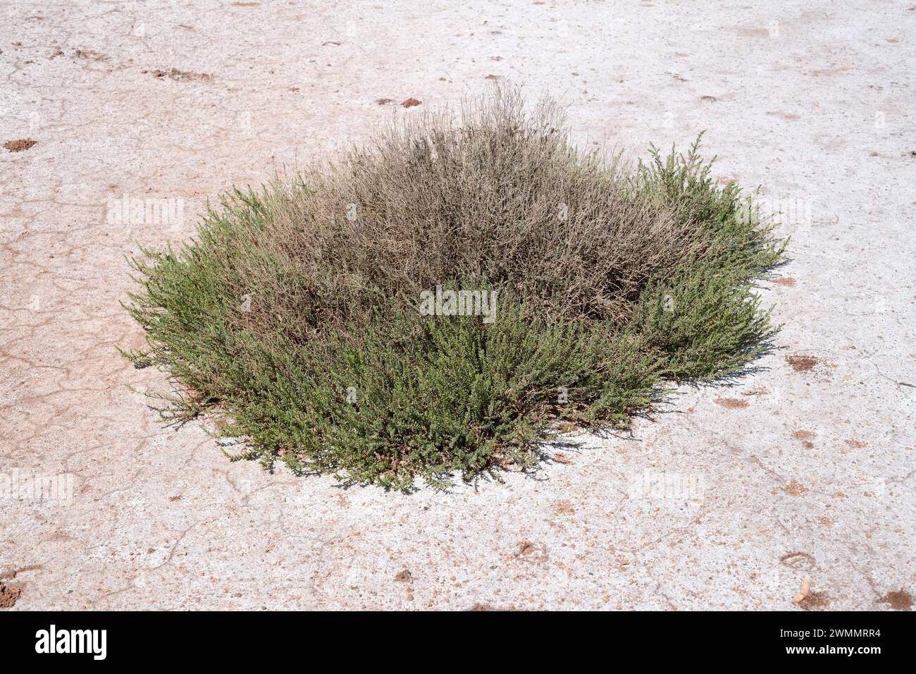 Shrubby seablite (Suaeda vera) is an halophilic shrub native to coats ...