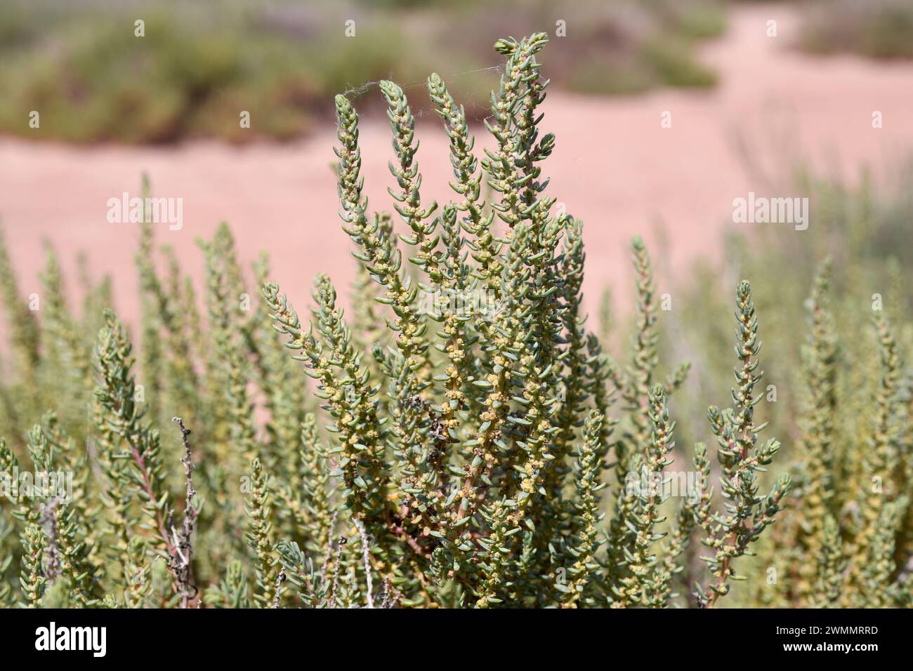 Shrubby seablite (Suaeda vera) is an halophilic shrub native to coats ...