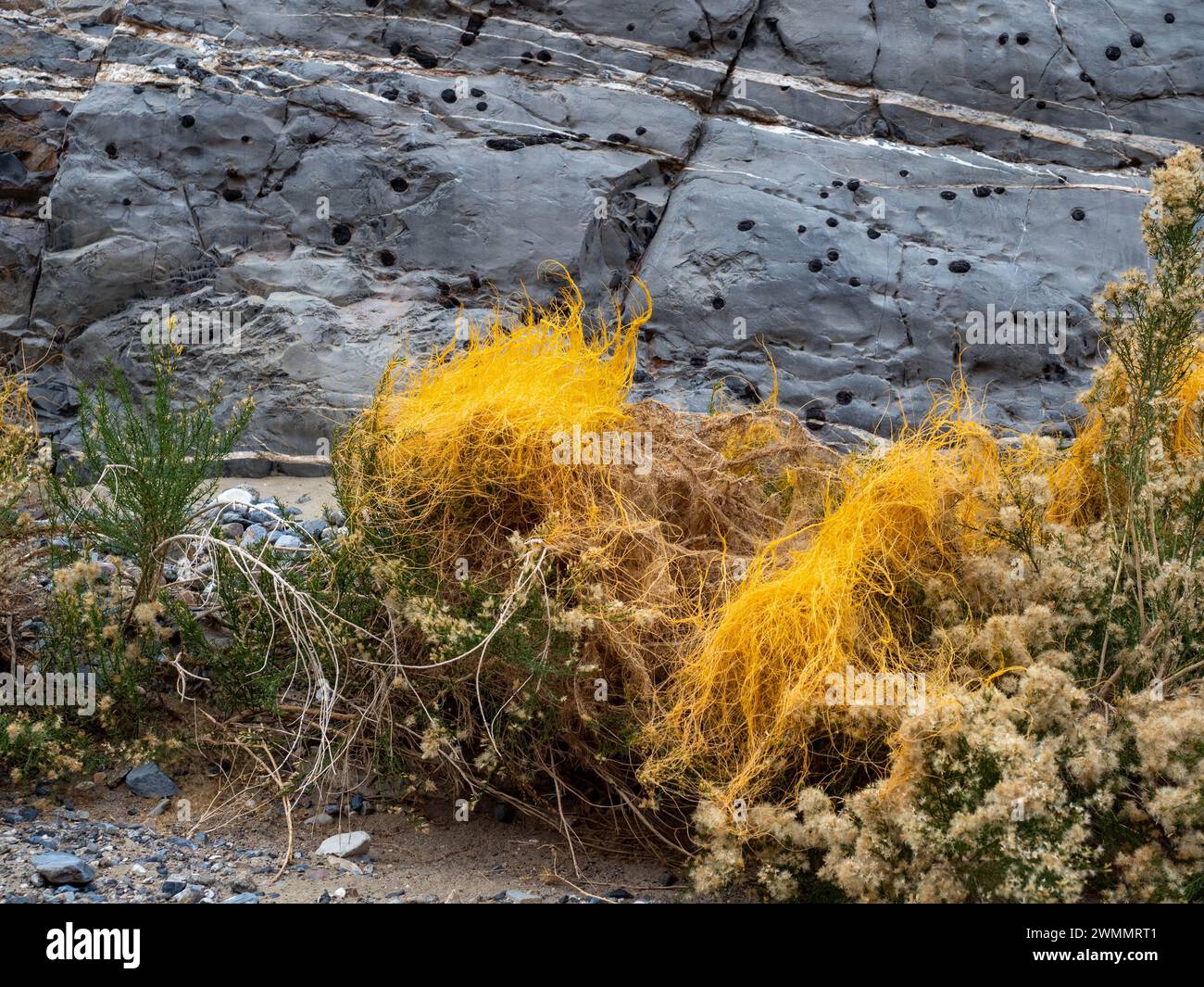 Invasive parasites hi-res stock photography and images - Alamy
