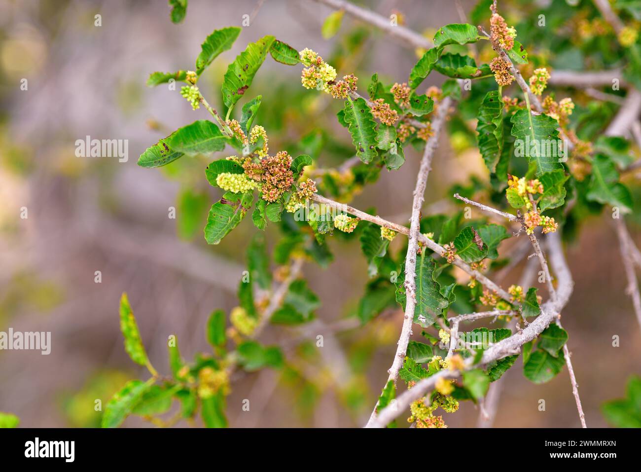 Molle (Schinus latifolius) is an evergreen tree endemic to Chile ...