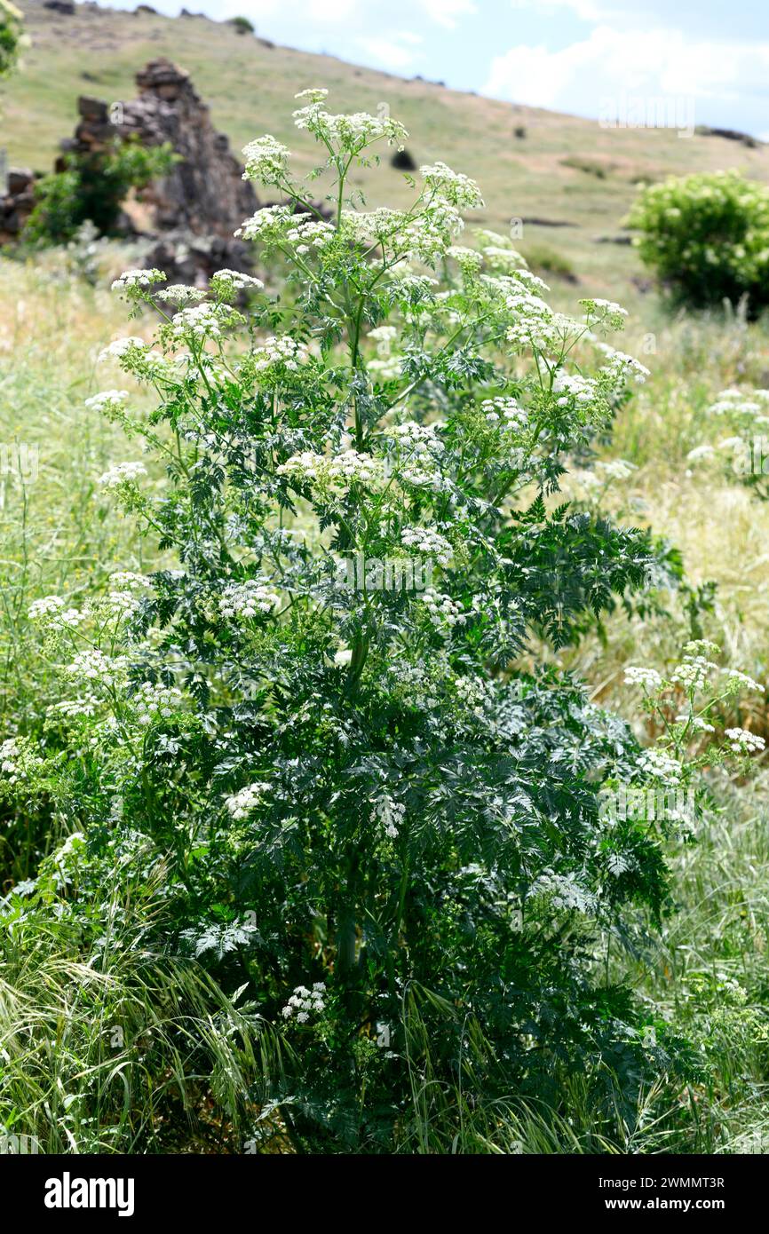 Poison hemlock (Conium maculatum) is a poisonous biennial herb native ...