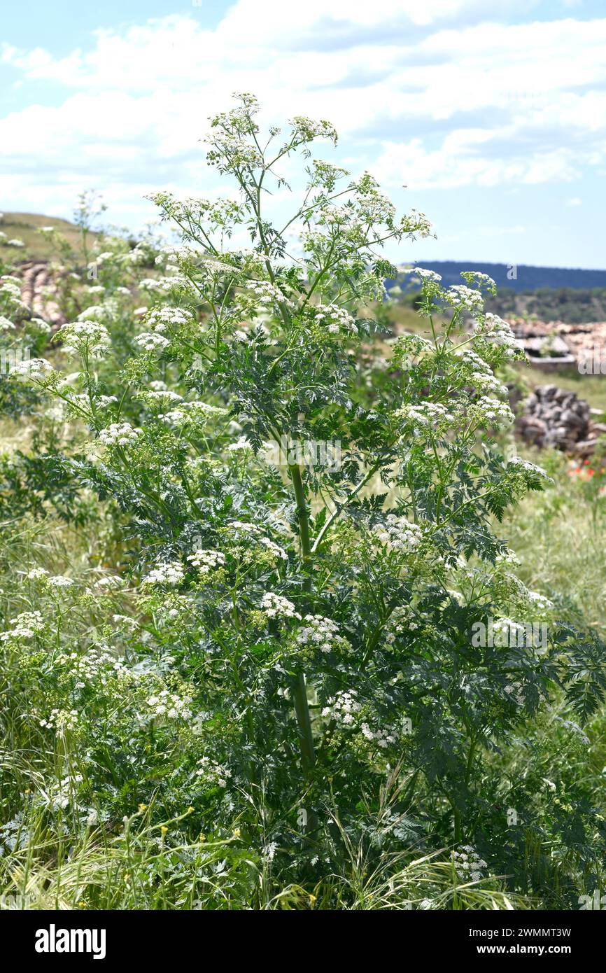 Poison hemlock (Conium maculatum) is a poisonous biennial herb native ...