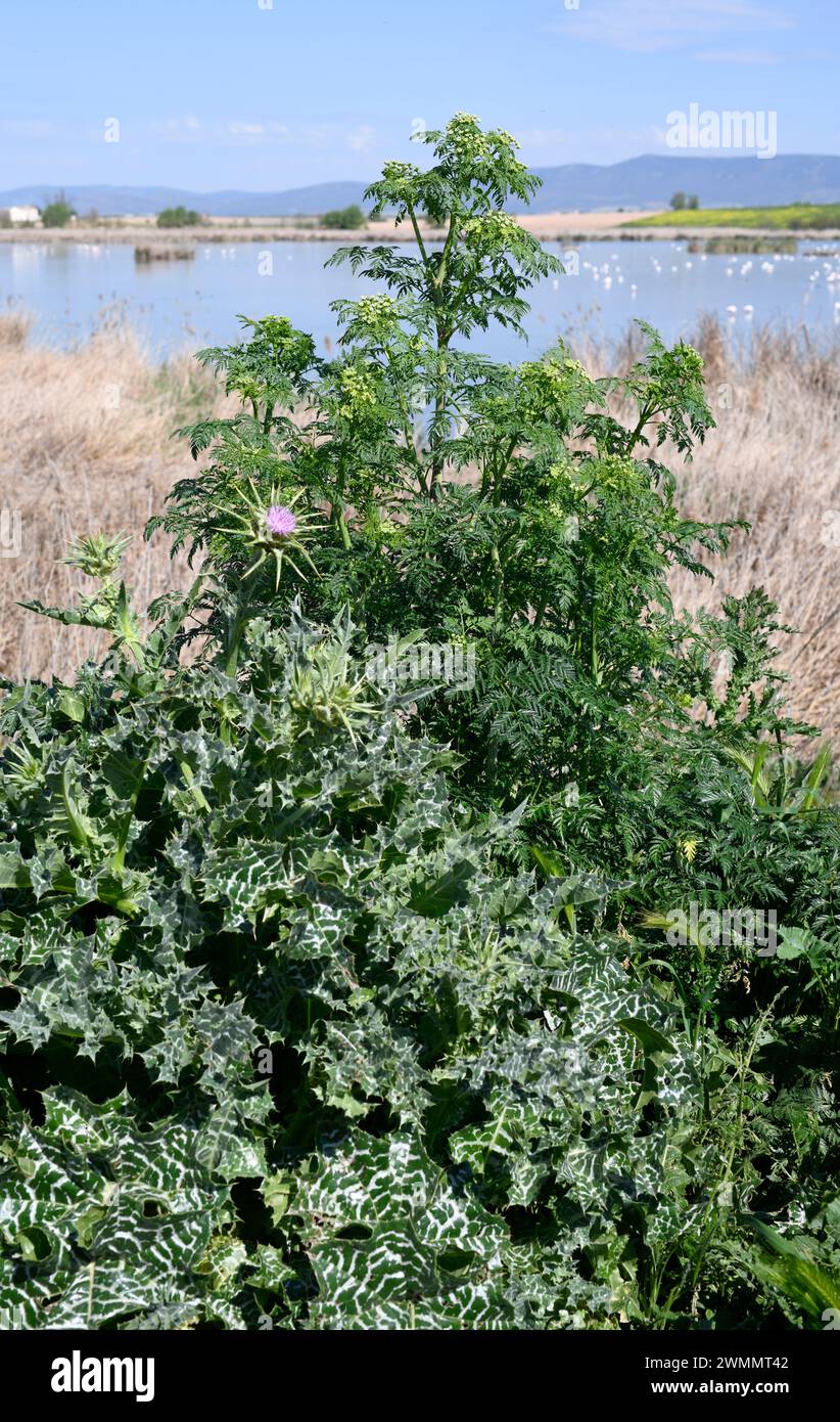 Poison hemlock (Conium maculatum) is a poisonous biennial herb native ...