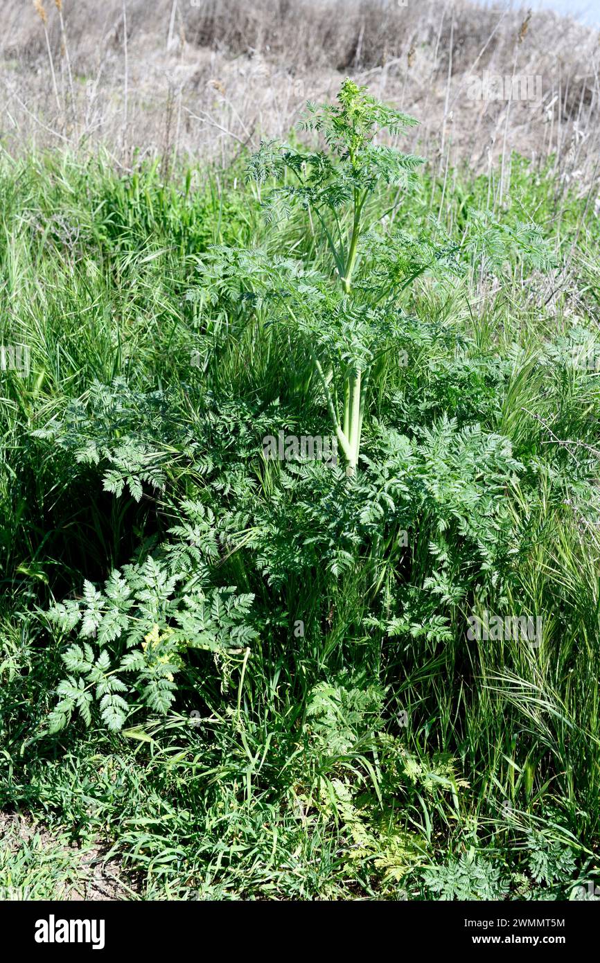 Poison hemlock (Conium maculatum) is a poisonous biennial herb native ...