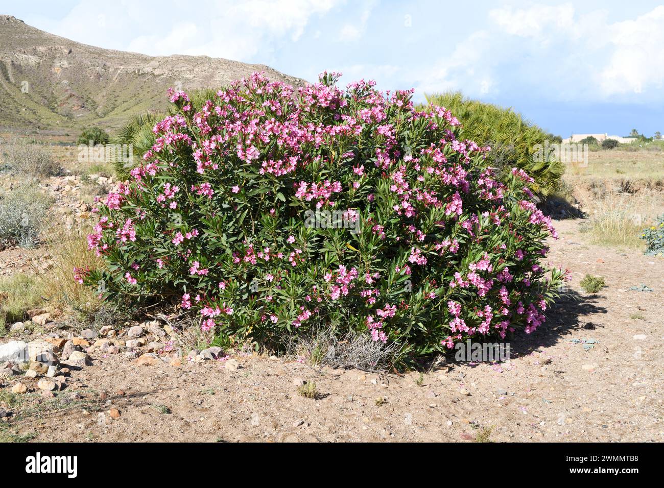 Adelfa (Nerium oleander) is a poisonous shrub native to Mediterranean ...