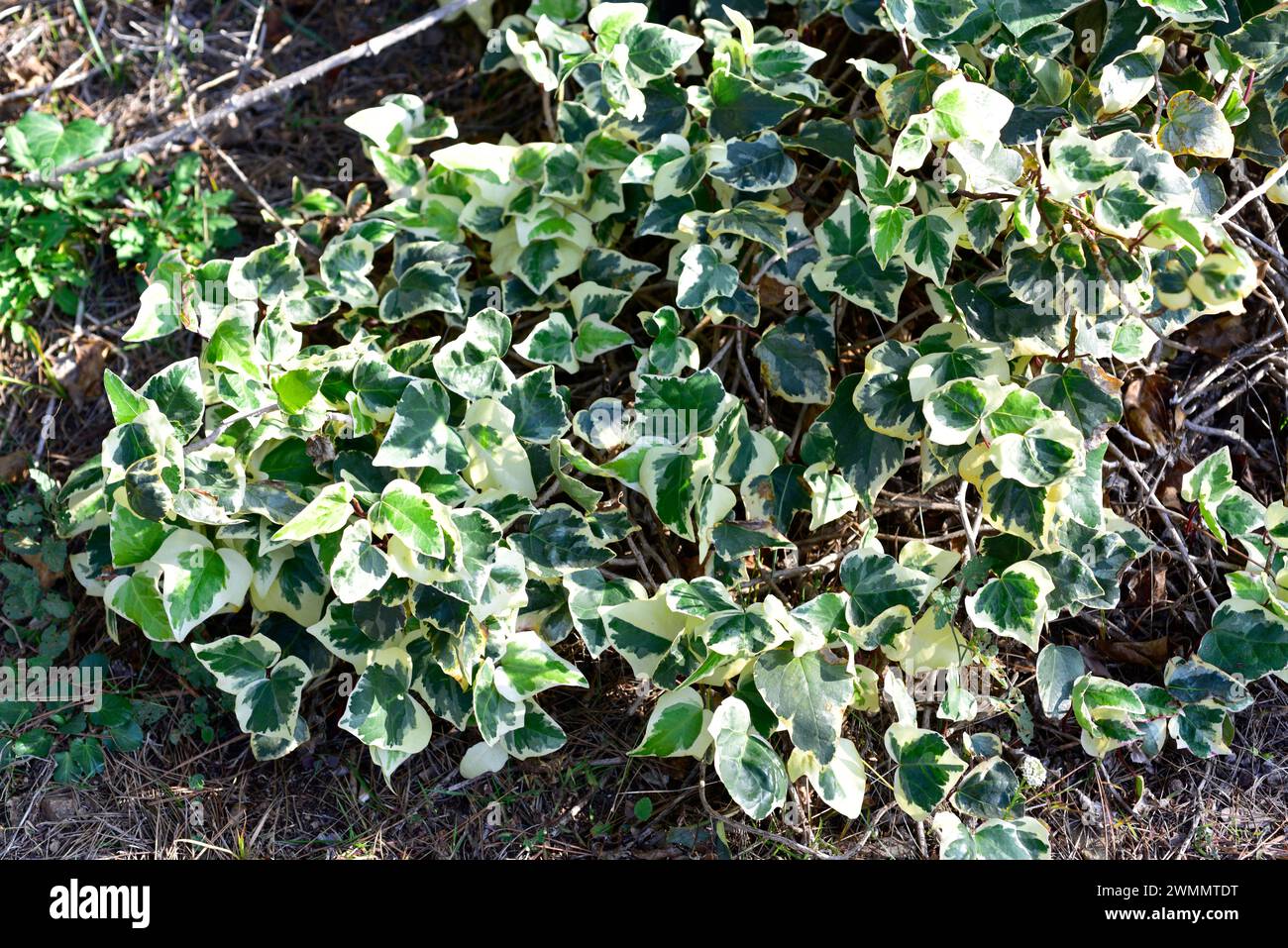 Algerian ivy (Hedera algeriensis) is an evergreen climbing shrub native ...