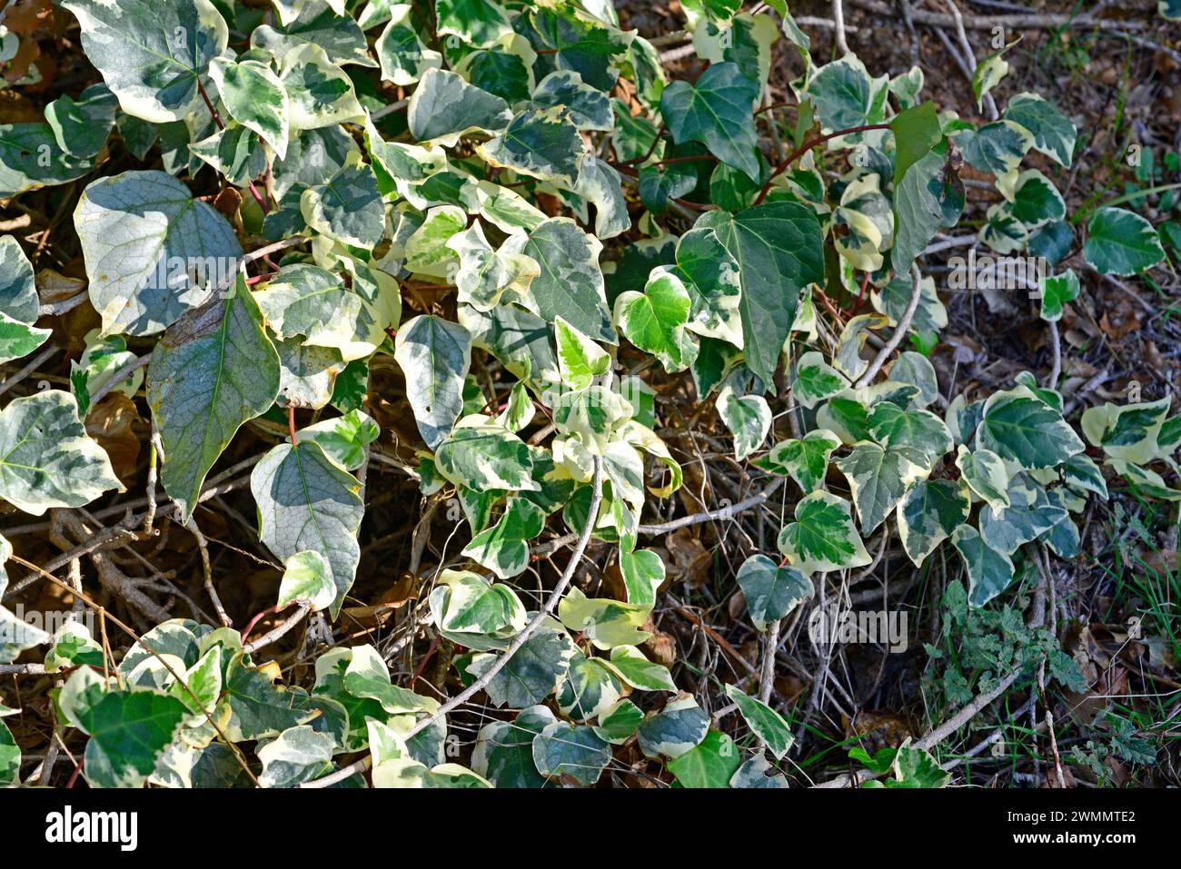 Algerian ivy (Hedera algeriensis) is an evergreen climbing shrub native ...