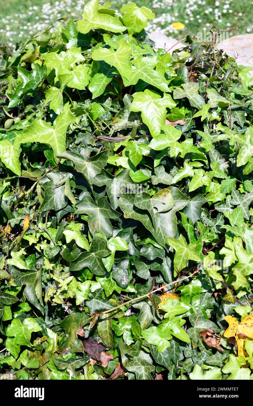 Ivy (Hedera helix) is an evergreen climbing shrub native to Europe and ...