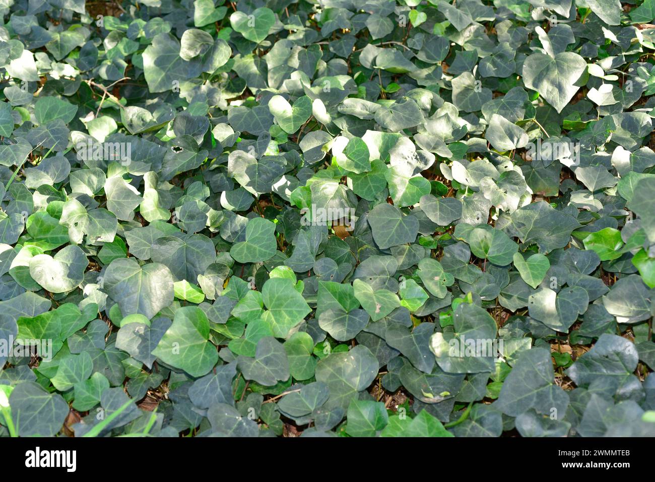 Moroccan ivy (Hedera maroccana) is an evergreen climbing shrub native ...