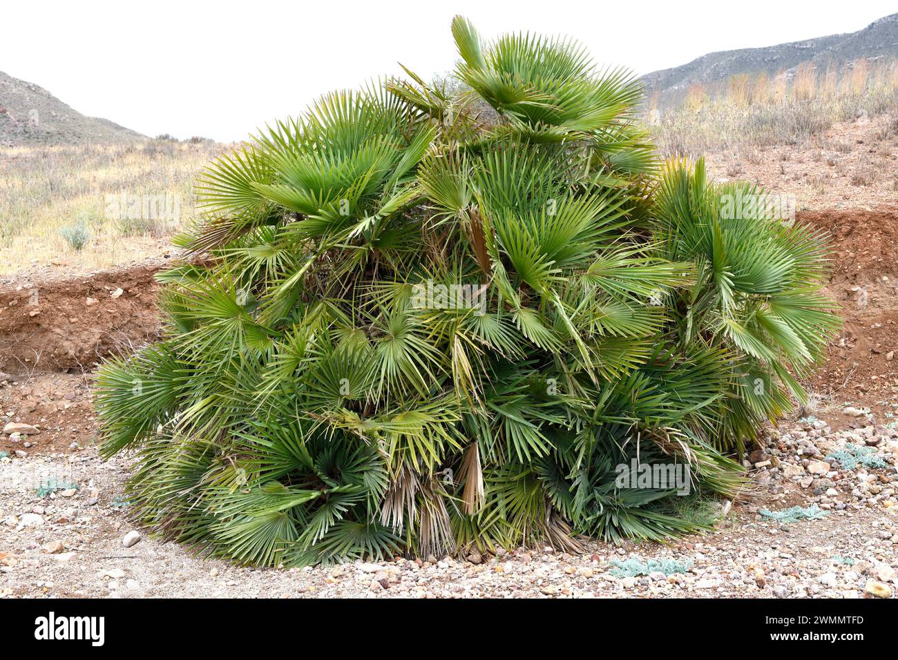 Mediterranean dwarf palm (Chamaerops humilis) is a small palm native to western Mediterranean ...