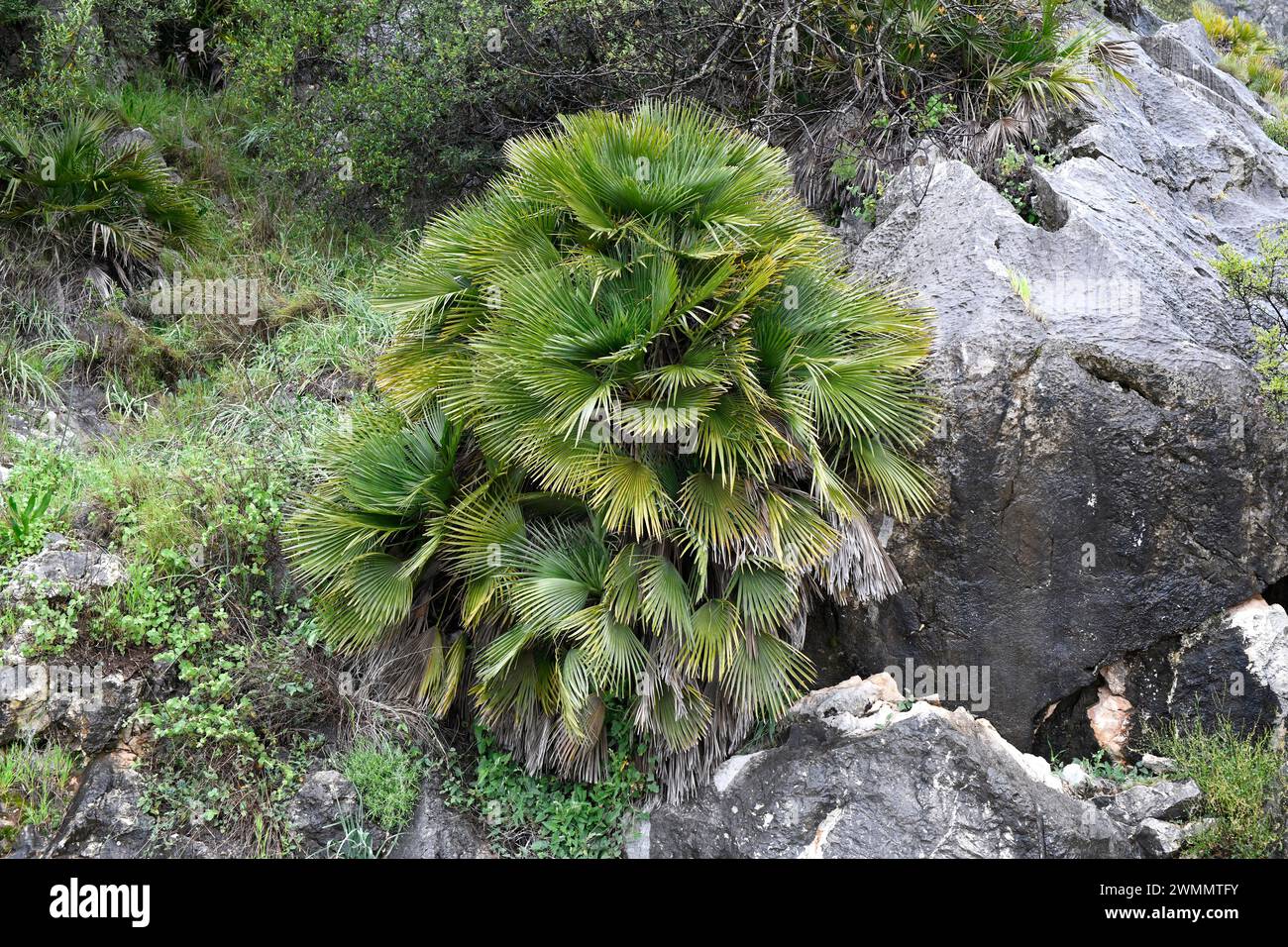 Mediterranean dwarf palm (Chamaerops humilis) is a small palm native to ...
