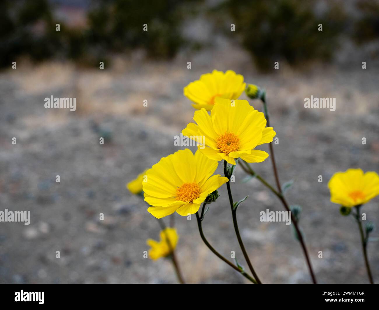 Desert Gold Wildflower, Gerea canescens, Death Vally National Park ...