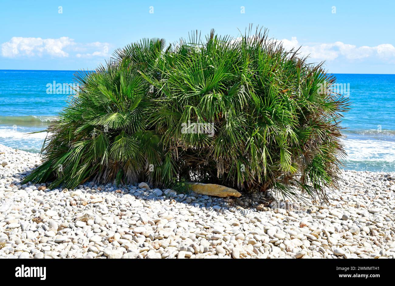 Mediterranean dwarf palm (Chamaerops humilis) is a small palm native to ...