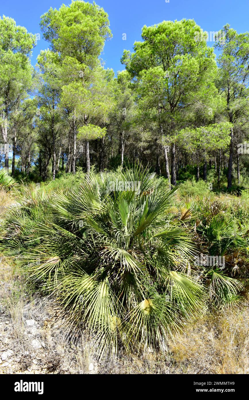 Mediterranean dwarf palm (Chamaerops humilis) is a small palm native to ...