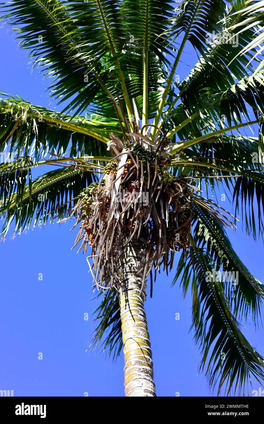 Kentia palm (Howea forsteriana) is a palm endemic to Lord Howe Island ...