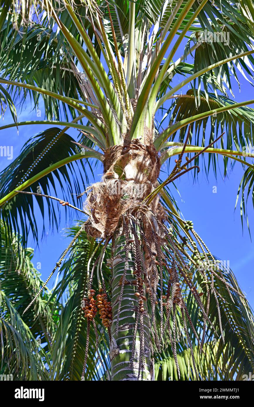 A palm endemic to lord howe island hi-res stock photography and images ...