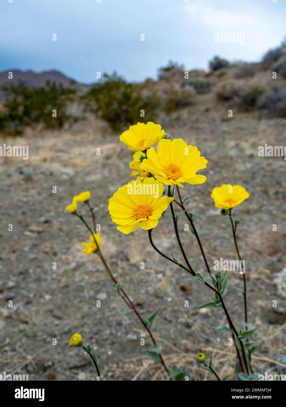 Desert Gold Wildflower, Gerea canescens, Death Vally National Park ...