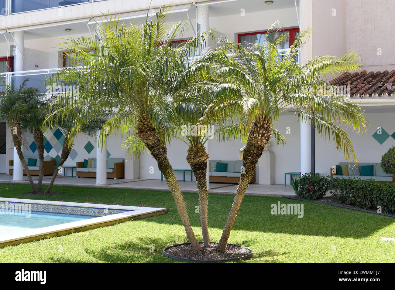 Pygmy date palm (Phoenix roebelenii) is a small palm native to ...