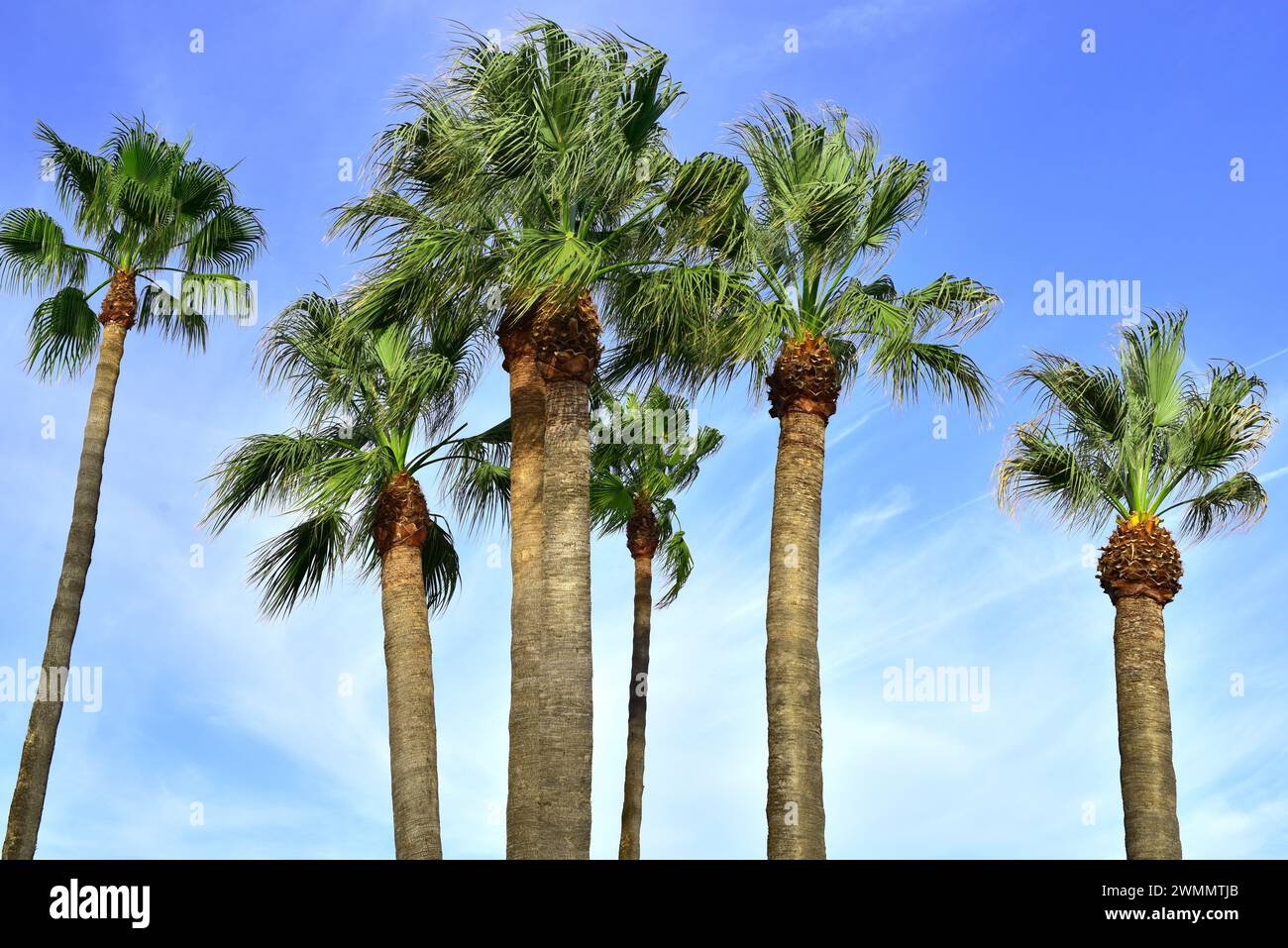California fan palm (Washingtonia filifera) is a palm native to ...