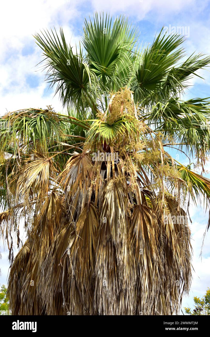 California fan palm (Washingtonia filifera) is a palm native to ...