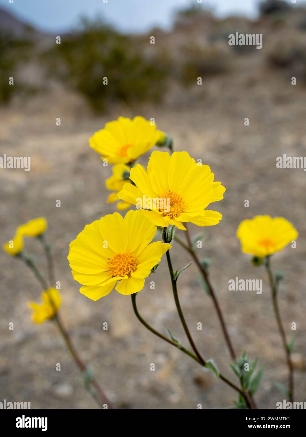 Desert Gold Wildflower, Gerea canescens, Death Vally National Park ...