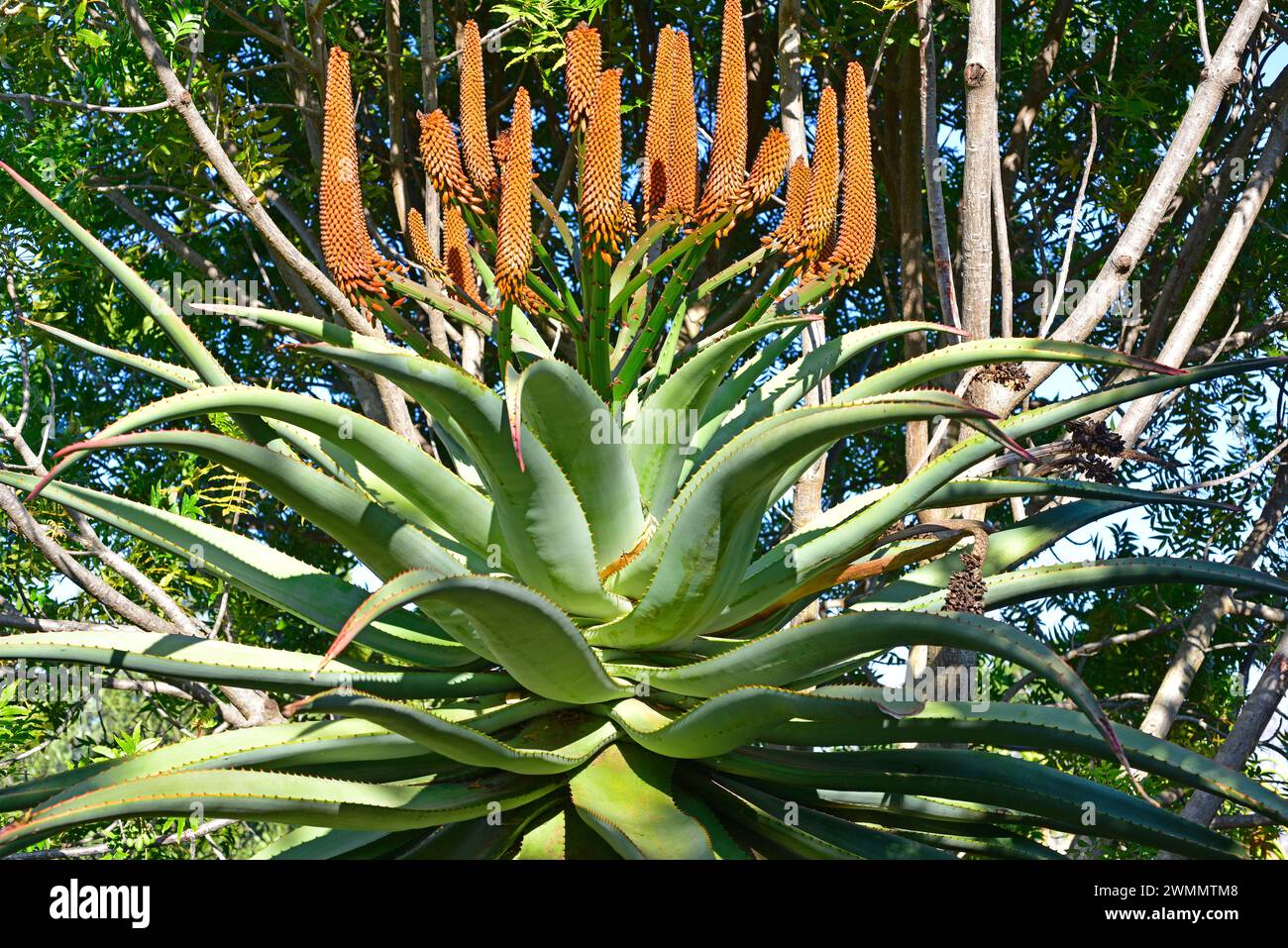 Bitter aloe (Aloe ferox) is a succulent medicinal plant native to ...