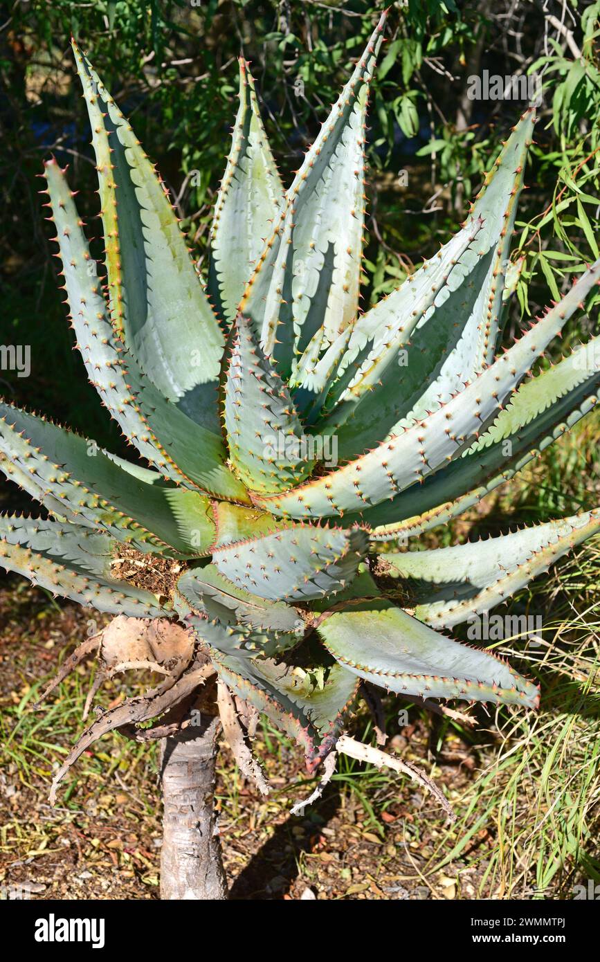 Mountain aloe (Aloe marlothii) is a succulent thorny plant native to ...