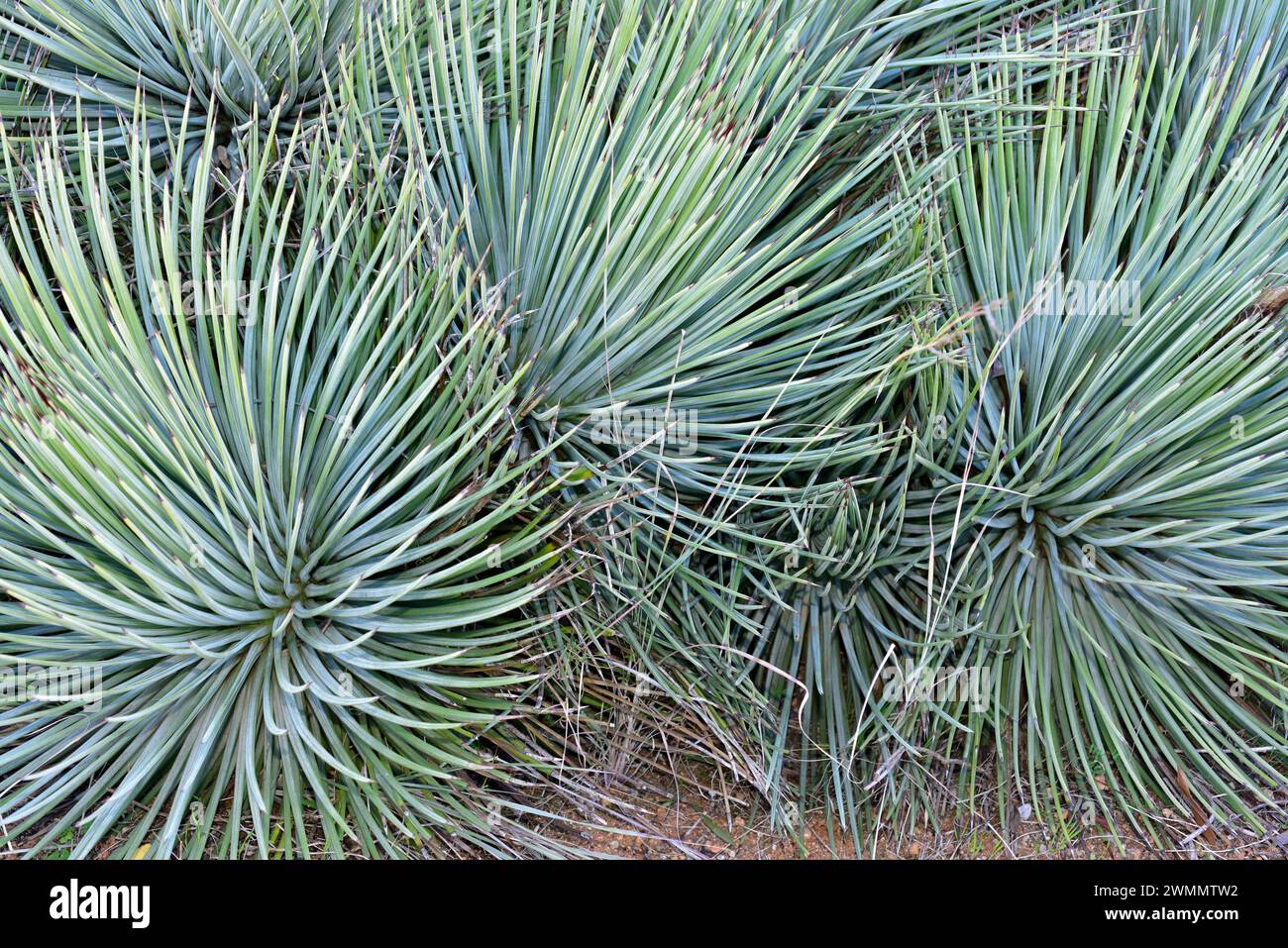 Espadin (Agave striata) is a succulent plant native to Mexico Stock ...