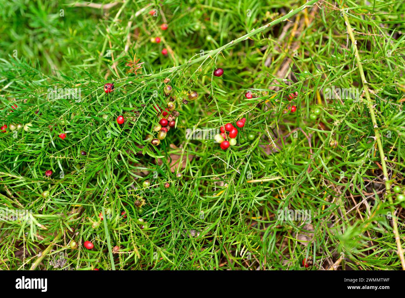 Asparagus fern or plume asparagus (Asparagus densiflorus) is a shrub ...