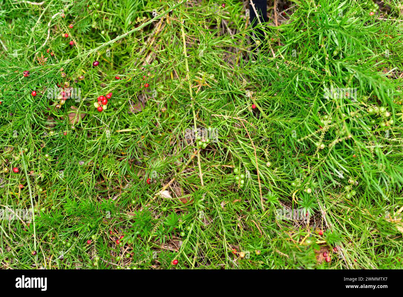 Asparagus fern or plume asparagus (Asparagus densiflorus) is a shrub ...