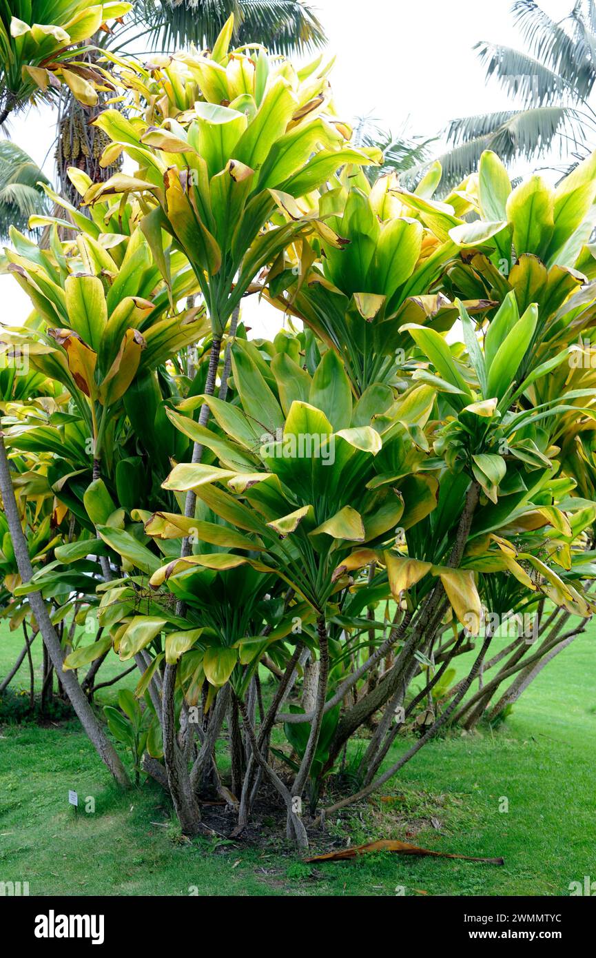 Cabbage palm or planta Ti (Cordyline fruticosa) is a shrub native to ...