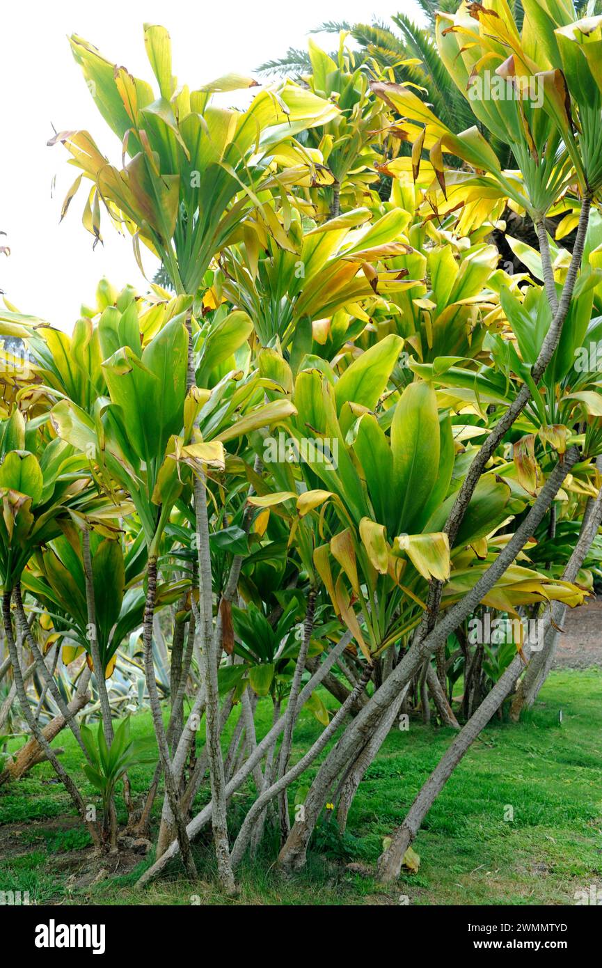 Cabbage palm or Ti plant (Cordyline fruticosa) is a shrub native to ...