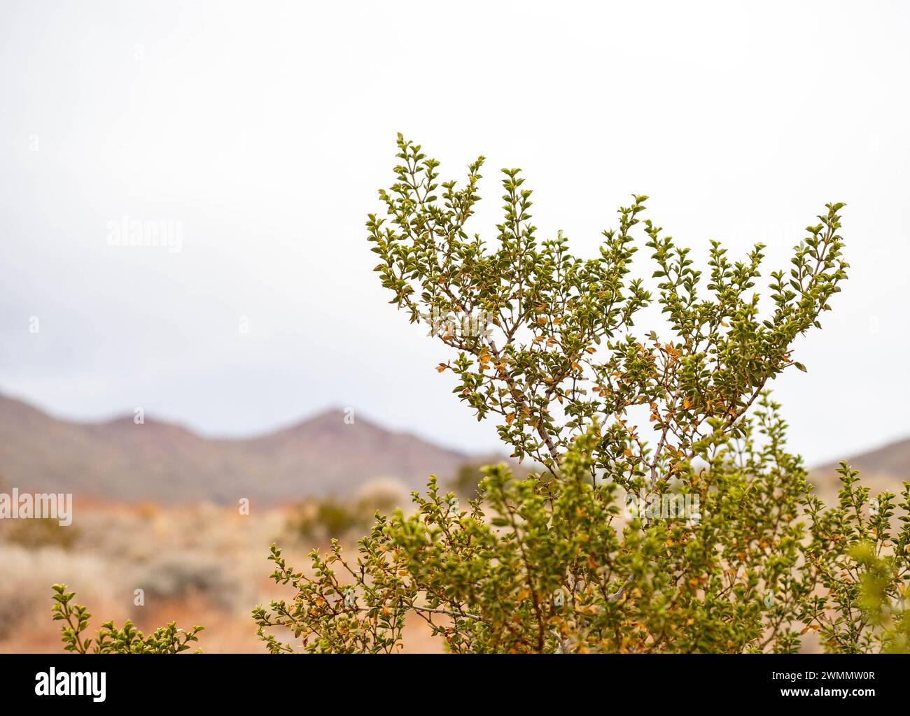 Creosote bush, a species of Larrea. Also known as Chaparral, Greasewood ...