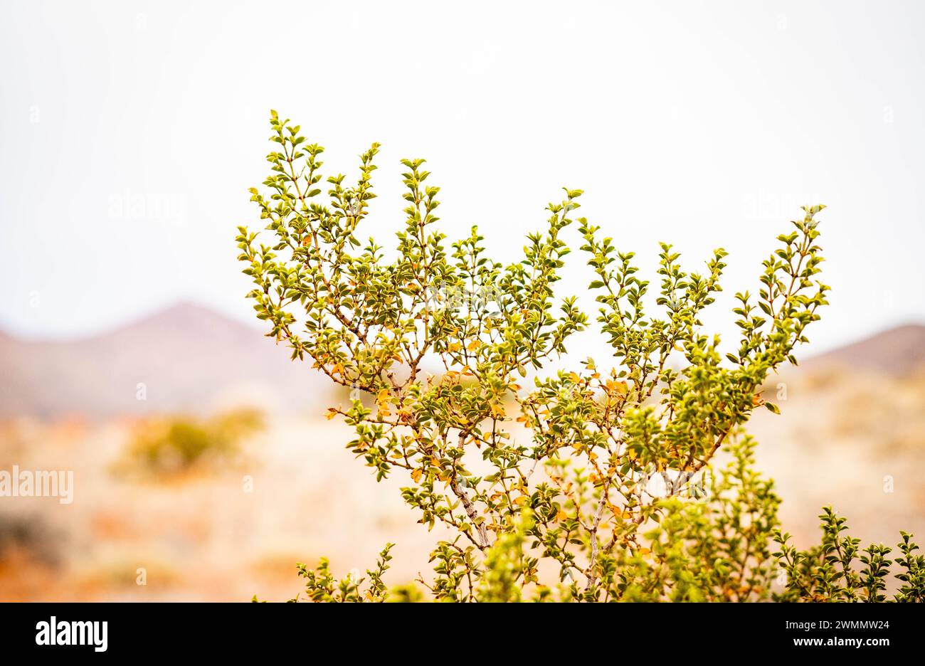 Creosote bush, a species of Larrea. Also known as Chaparral, Greasewood ...