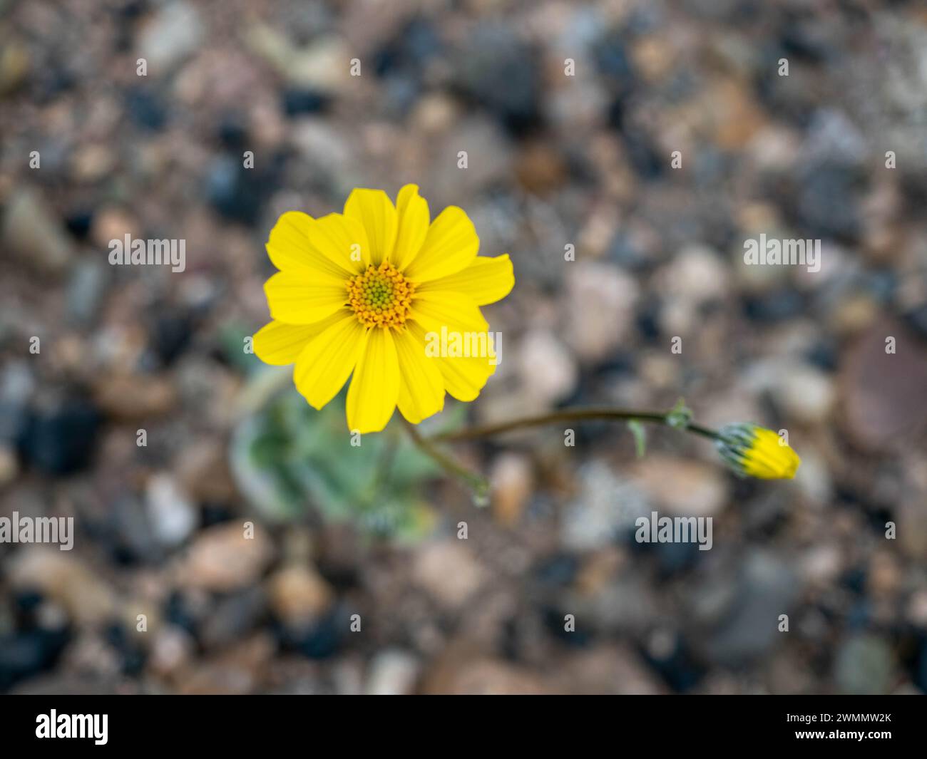 Desert Gold Wildflower, Gerea canescens, Death Vally National Park ...